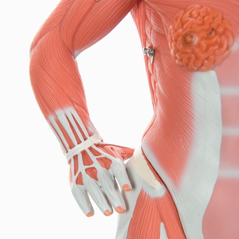 1/3 Life-Size Muscle Figure (2-Part) - LabWorld.co.uk